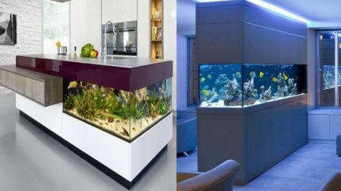 8 Creative Ways to Design Your Fish Tank | Lizardz